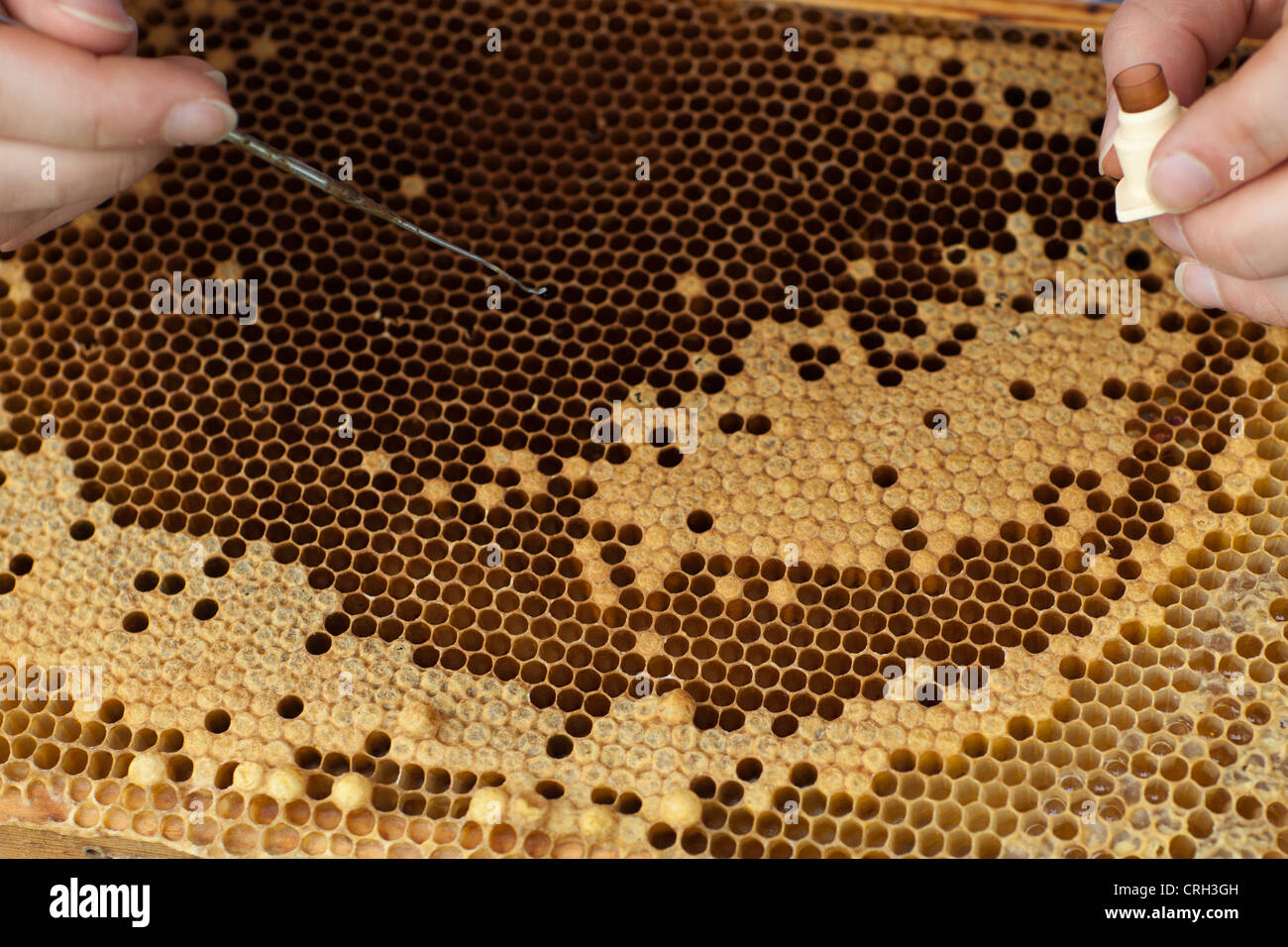 Breeding of queen bees hi-res stock photography and images - Alamy