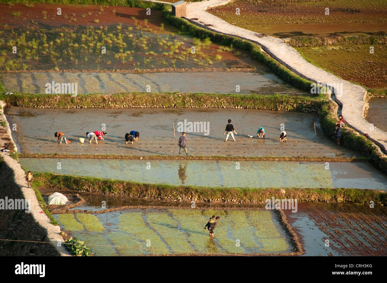 Miao farmers planting rice plants in a watered rice field, Xijiang Miao ...