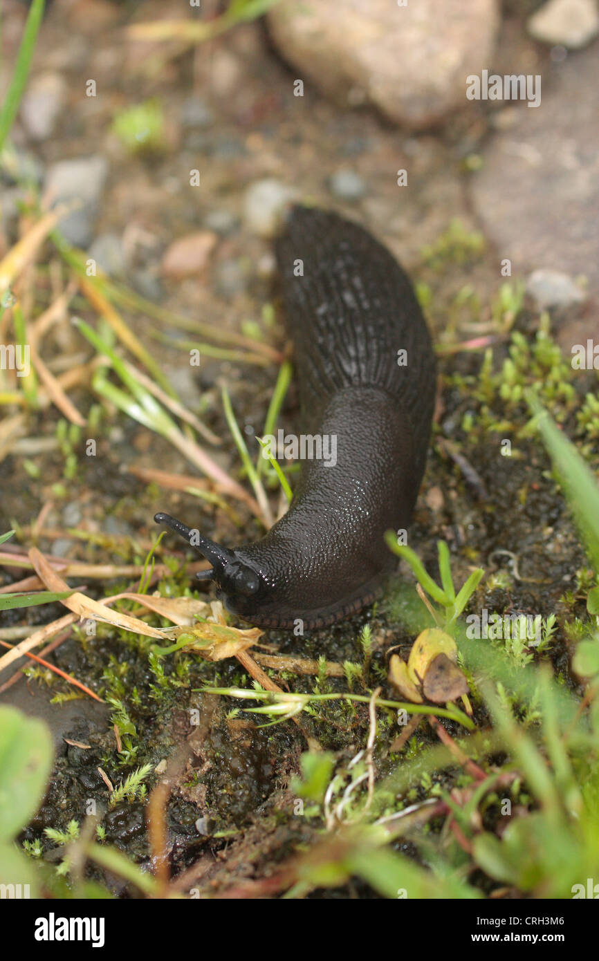 Black Slug (Arion ater Stock Photo - Alamy