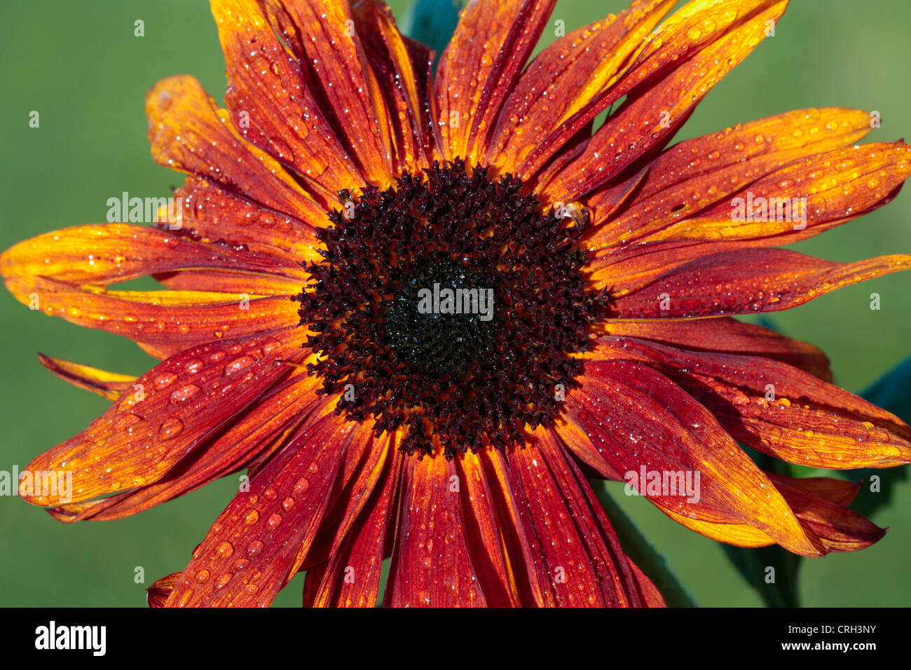 Sunflower stem bloom in sunny summer Stock Photo - Alamy