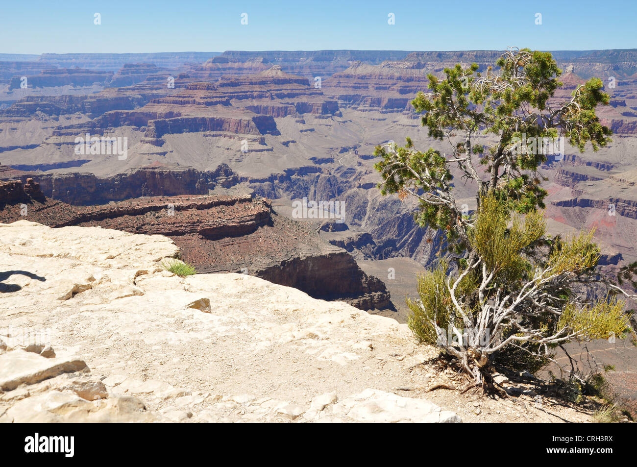Canyon tree hi-res stock photography and images - Alamy