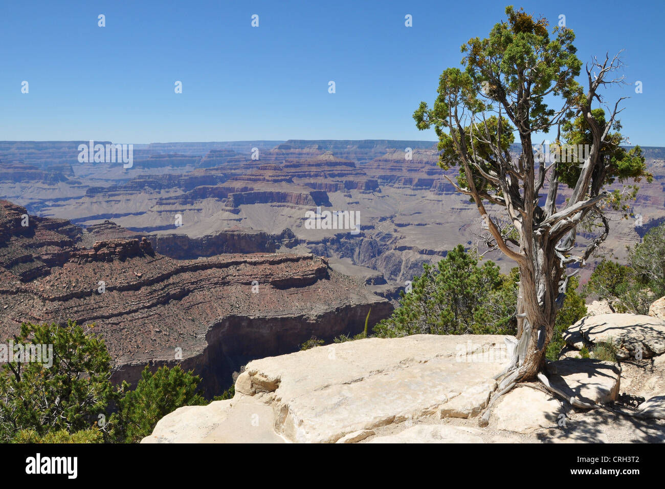 Tree - Grand Canyon, USA Stock Photo - Alamy