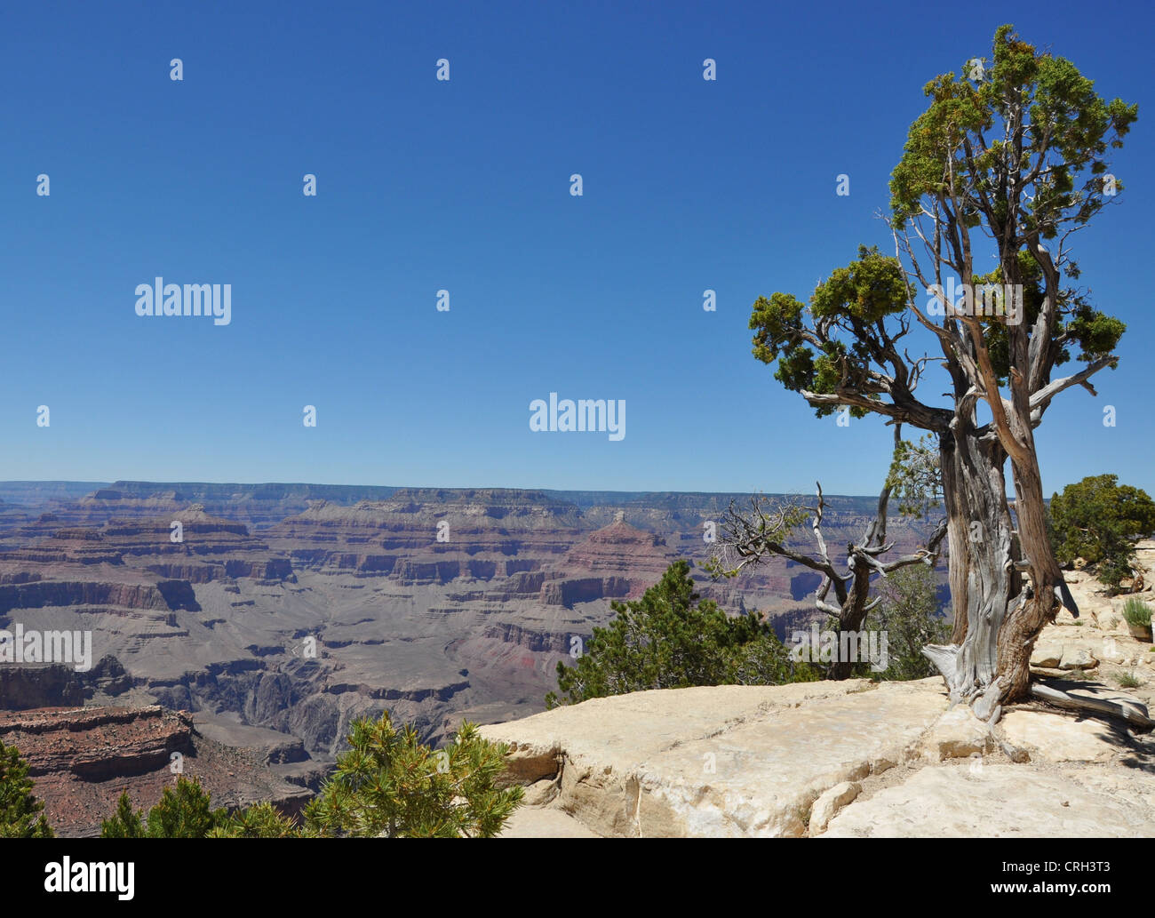Tree - Grand Canyon, USA Stock Photo - Alamy