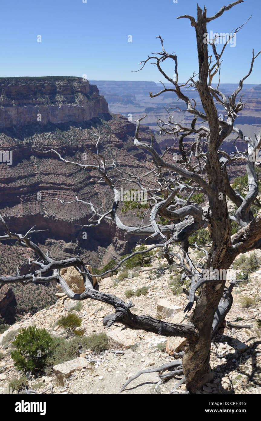 Tree - Grand Canyon, USA Stock Photo - Alamy