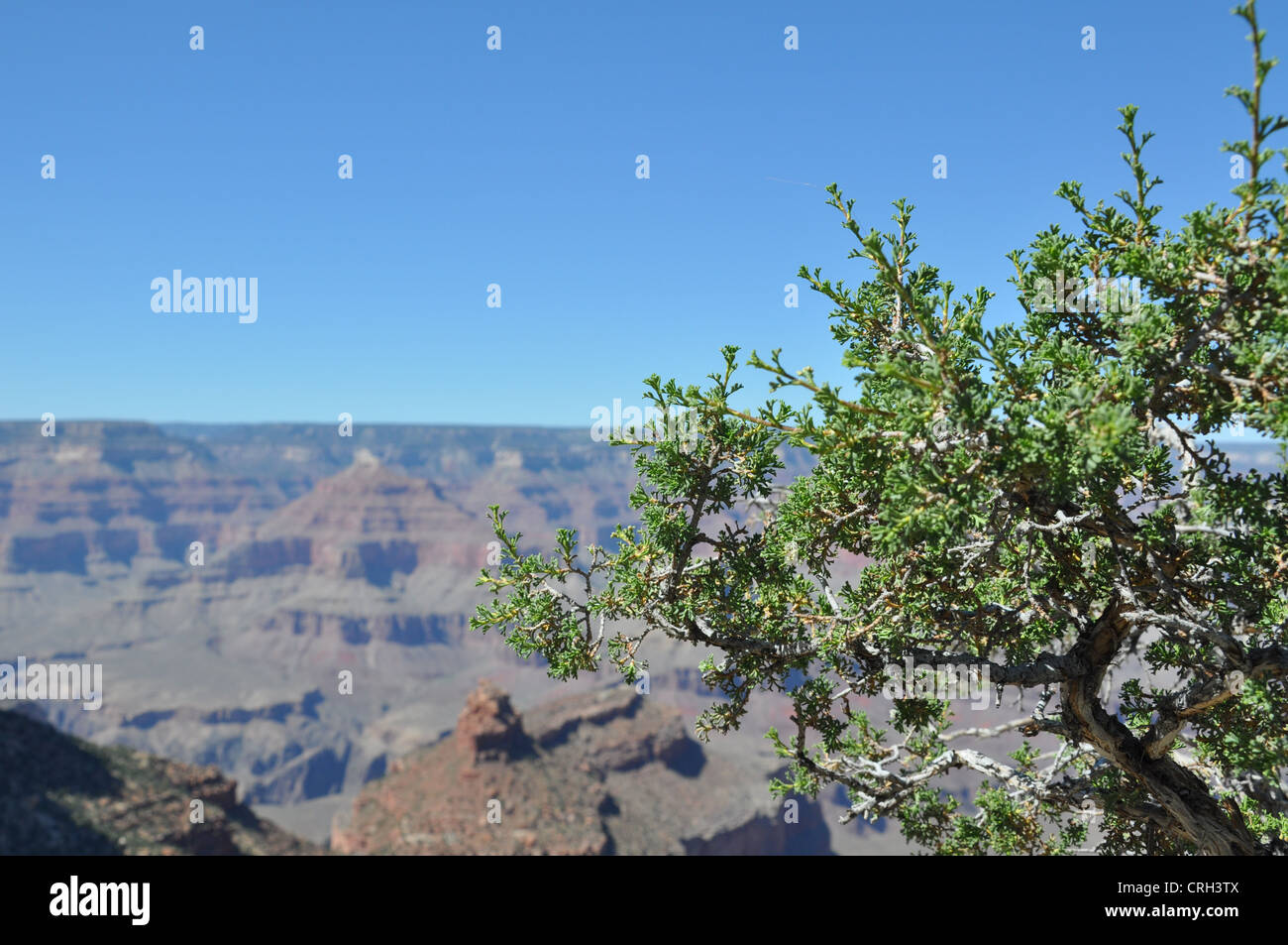 Canyon tree hi-res stock photography and images - Alamy