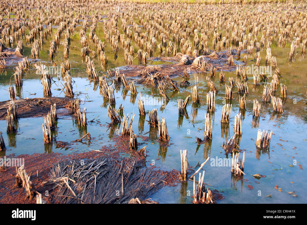 Watered rice field hi-res stock photography and images - Alamy