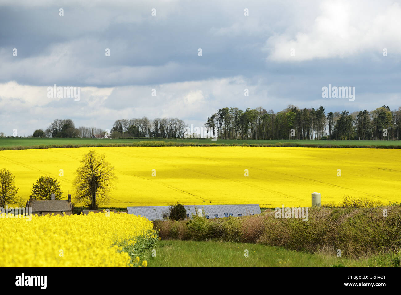 Farm in rape fields Stock Photo - Alamy
