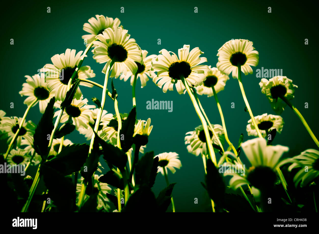 Daisy Flower blooms upward view Stock Photo - Alamy