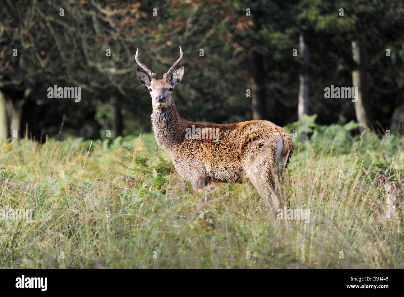 Red deer stag Stock Photo - Alamy