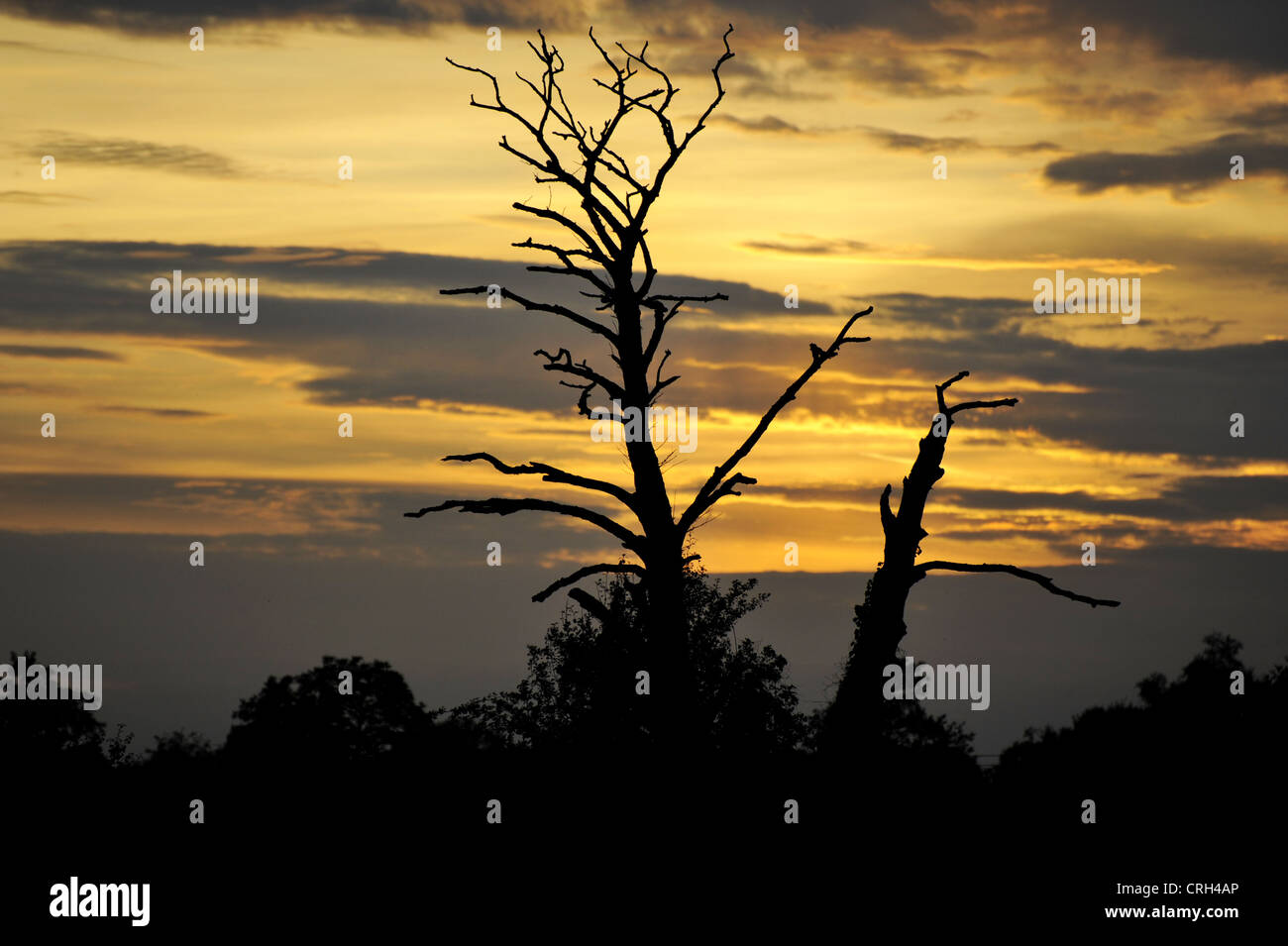 Evening sky behind a dead tree Stock Photo - Alamy