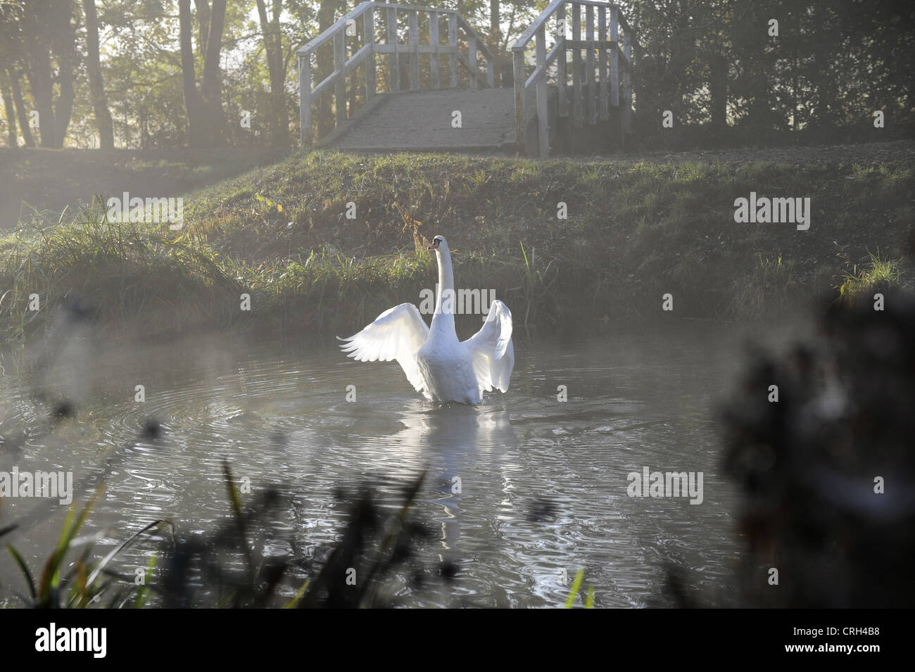 Swan beating its wings at dawn Stock Photo - Alamy