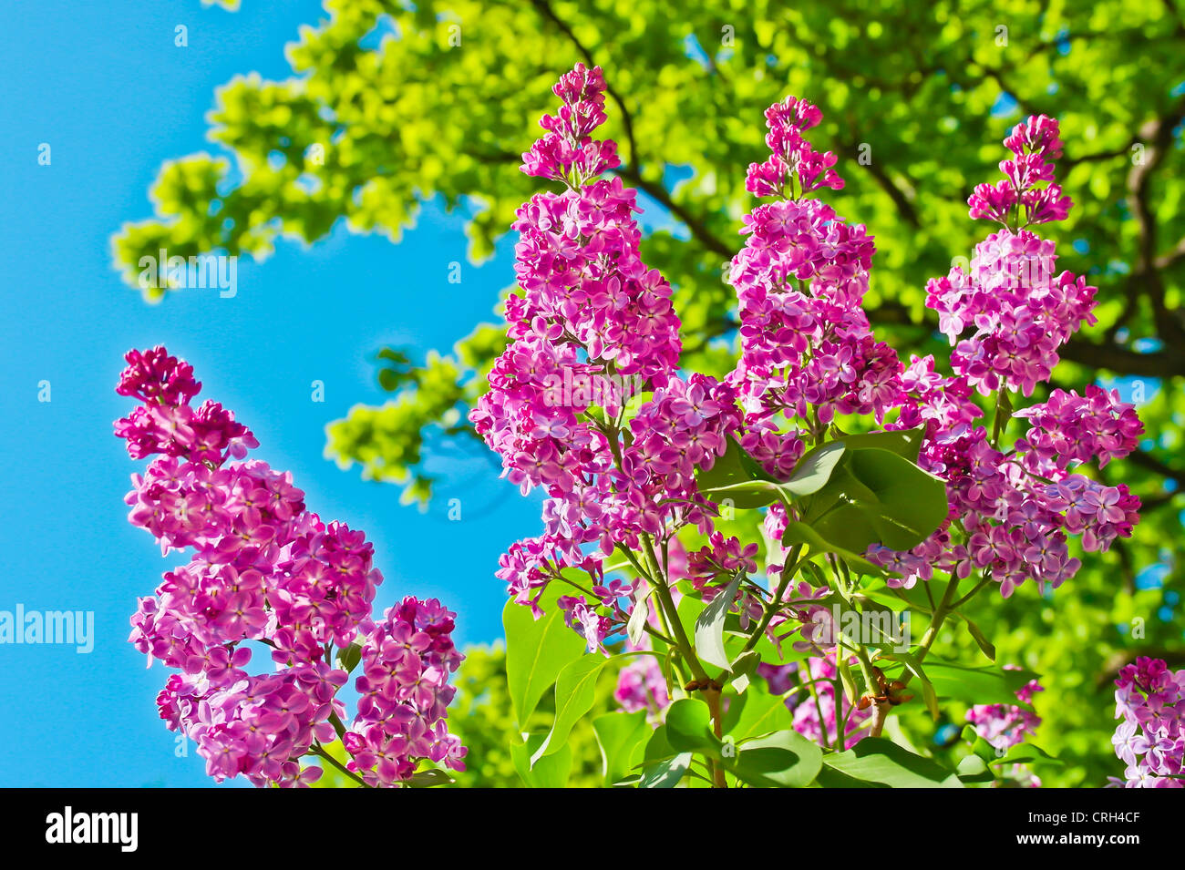 Purple lilac tree blooming hi-res stock photography and images - Alamy