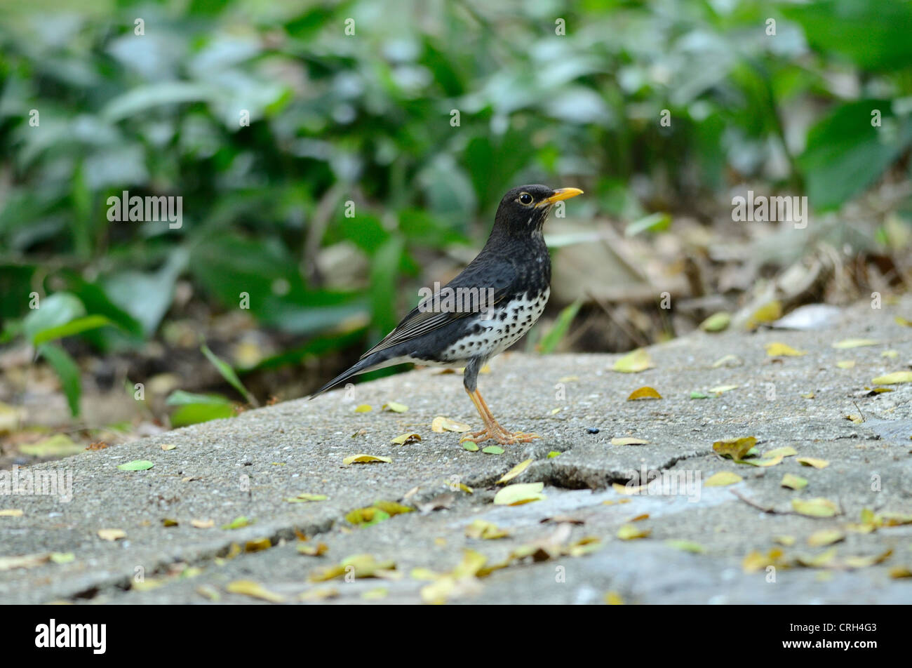 Japanese thrush hi-res stock photography and images - Alamy