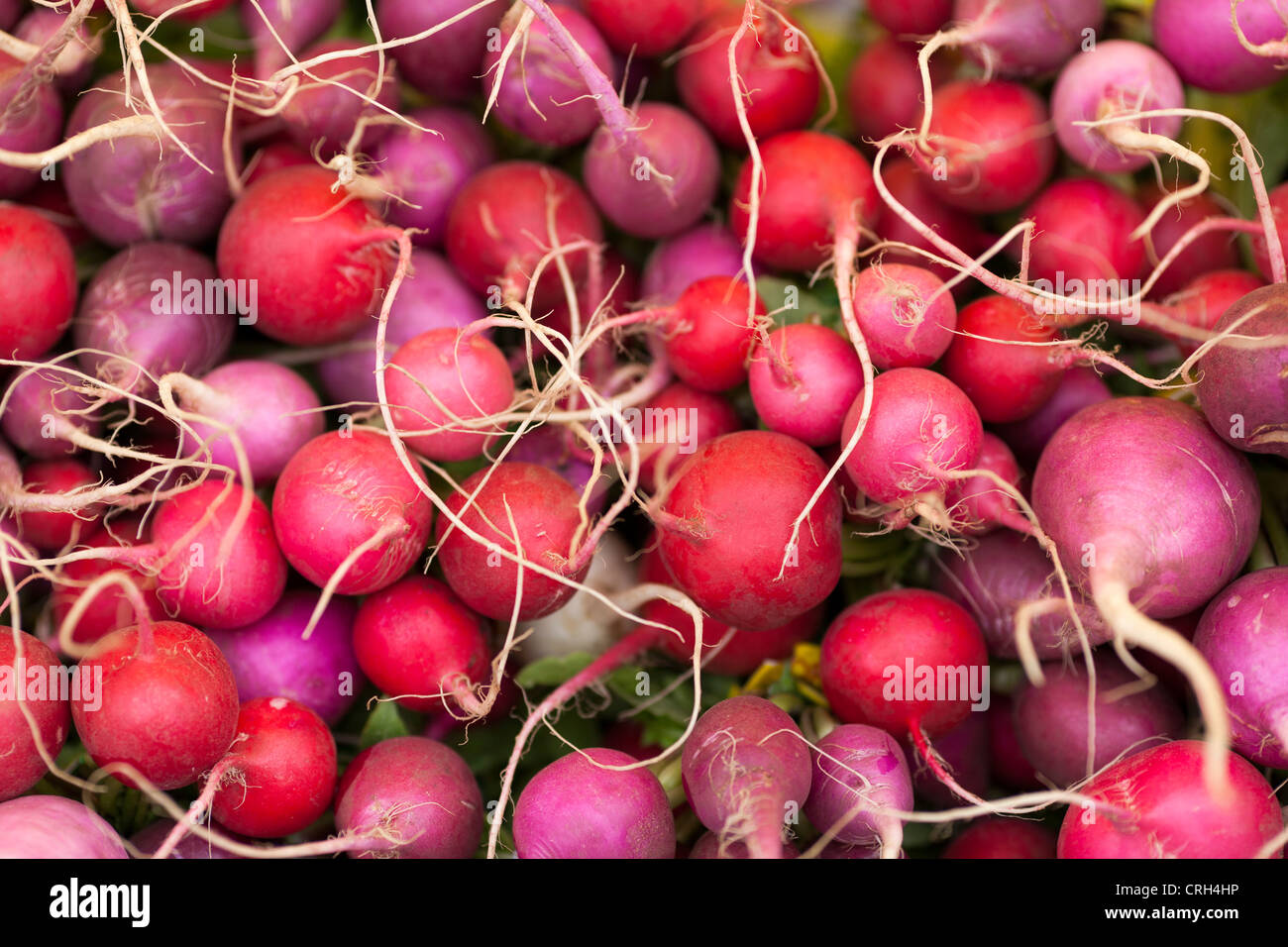 Radish root vegetables hi-res stock photography and images - Alamy