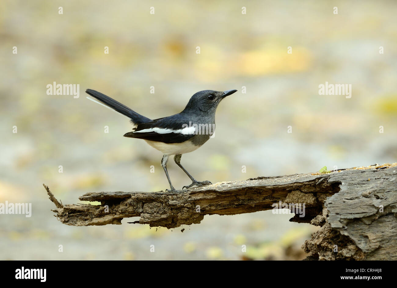 Robin male female hi-res stock photography and images - Alamy