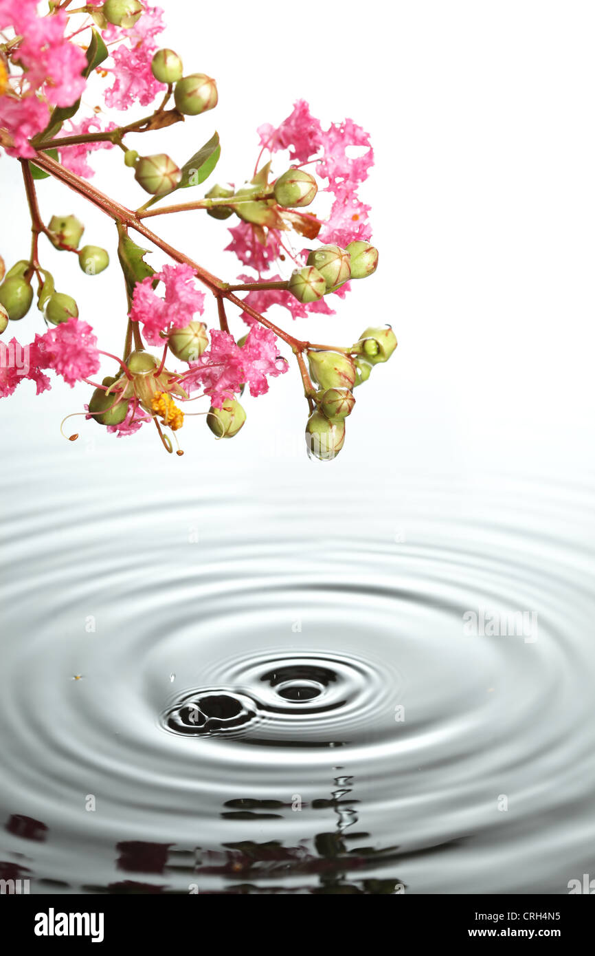 Flowers over water Stock Photo - Alamy