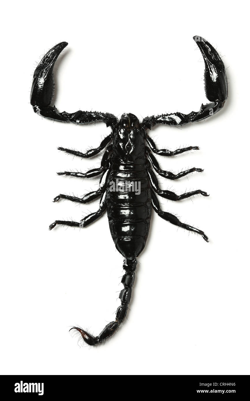 Claw shape hi-res stock photography and images - Alamy