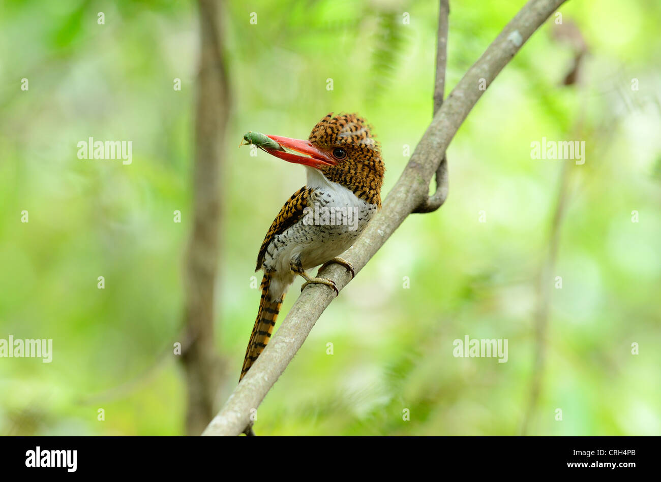 beautiful female banded kingfisher (Lacedo pulchella) in Thai forest ...