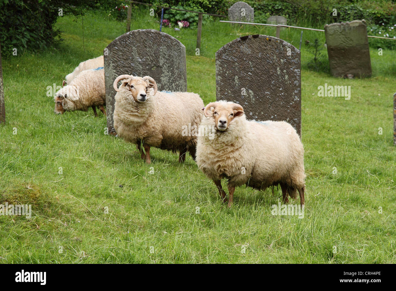 Portland Sheep in Churchyard Stock Photo - Alamy