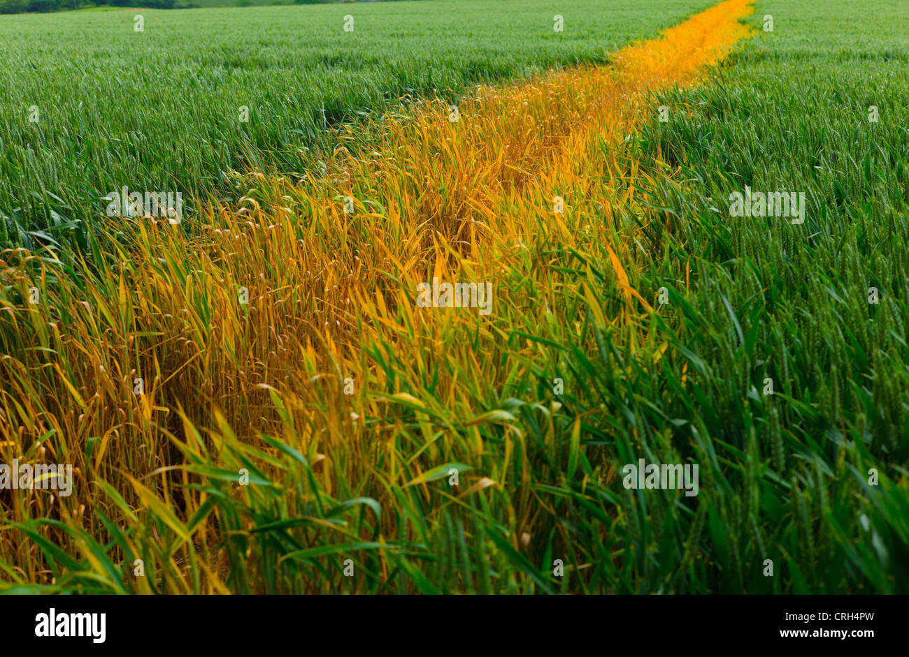 Path across field wheat hi-res stock photography and images - Alamy