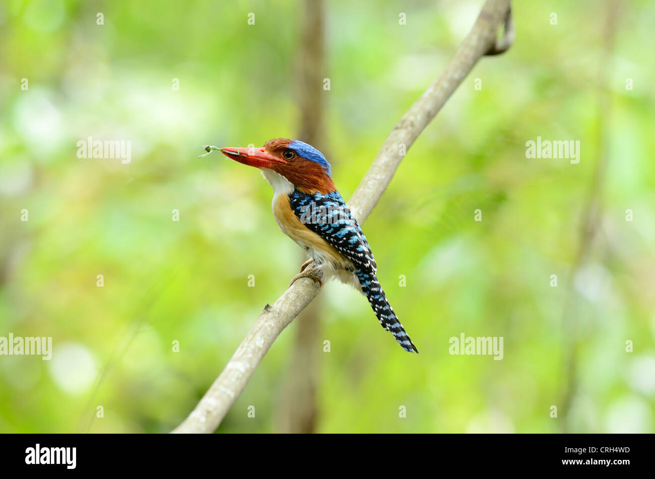 beautiful male banded kingfisher (Lacedo pulchella) in Thai forest ...