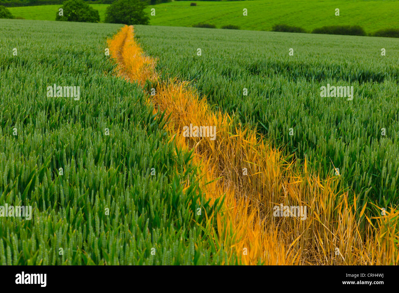 Path Across Field Wheat High Resolution Stock Photography and Images ...