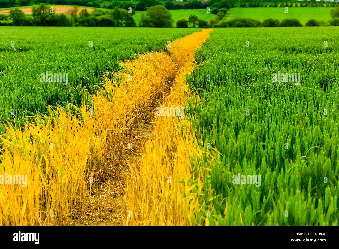 Path across field wheat hi-res stock photography and images - Alamy