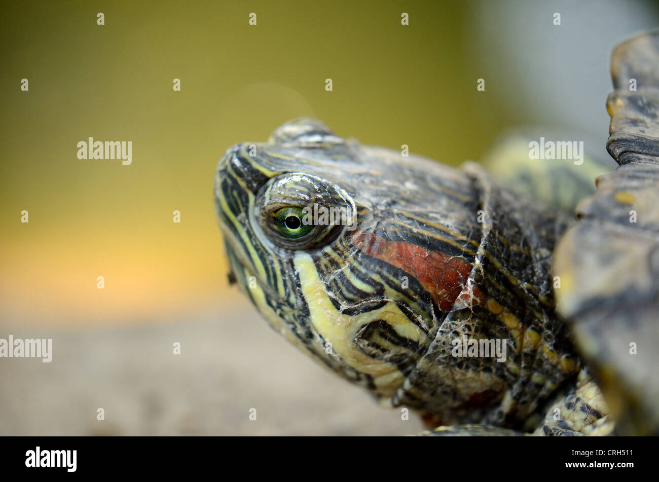 Trachemys scripta scale hi-res stock photography and images - Alamy