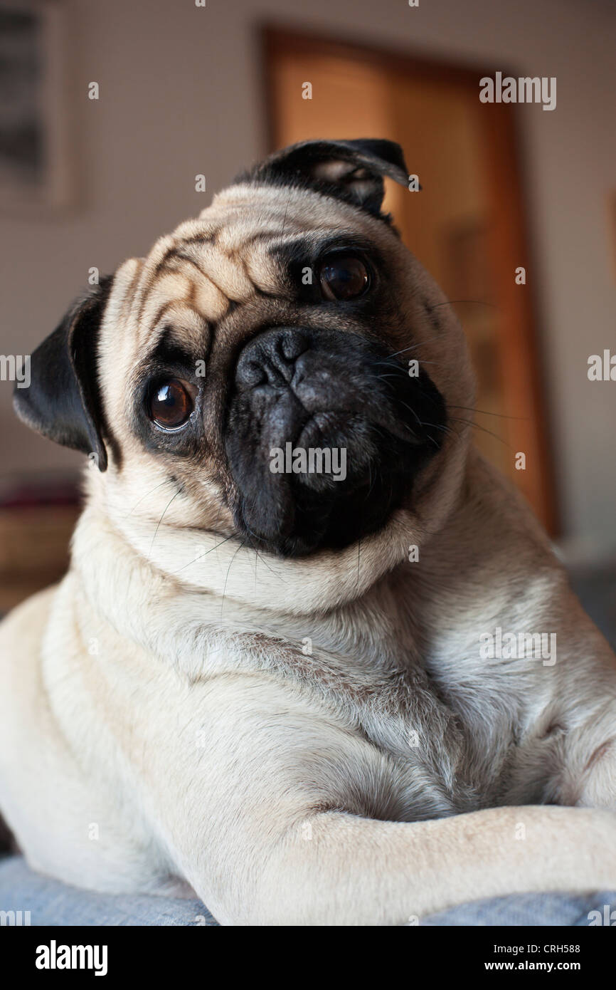 Pug dog face hi-res stock photography and images - Alamy