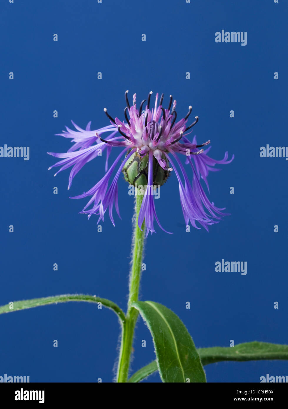 garden cornflower on a blue background Stock Photo - Alamy