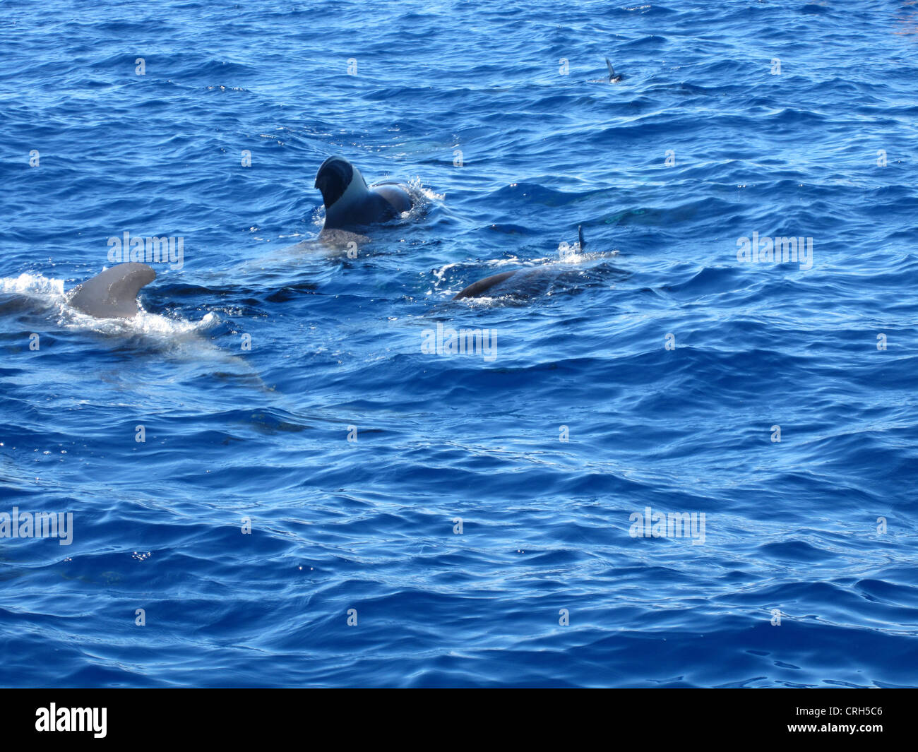 Grindwale - zwischen Teneriffa und La Gomera - Long/short-finned pilot ...