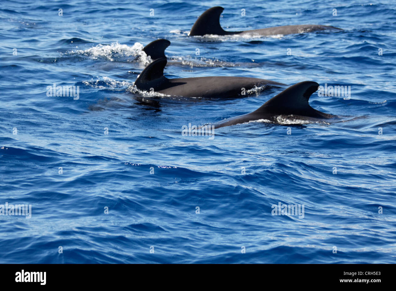 Long finned pilot whale globicephala melas hi-res stock photography and ...