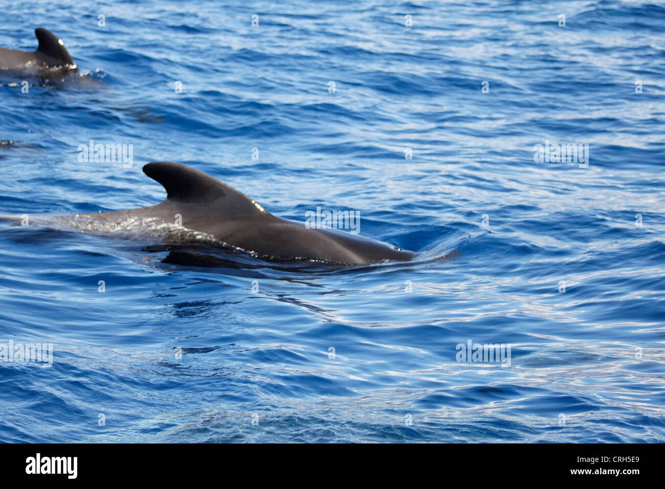 Teneriffa whale hi-res stock photography and images - Alamy