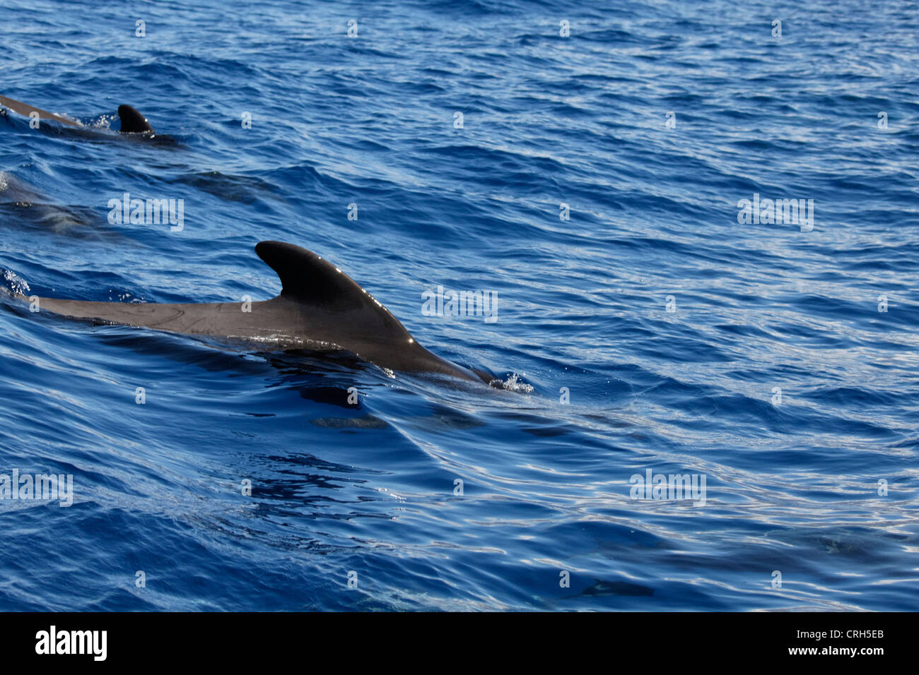 Grindwale - zwischen Teneriffa und La Gomera - Long/short-finned pilot ...
