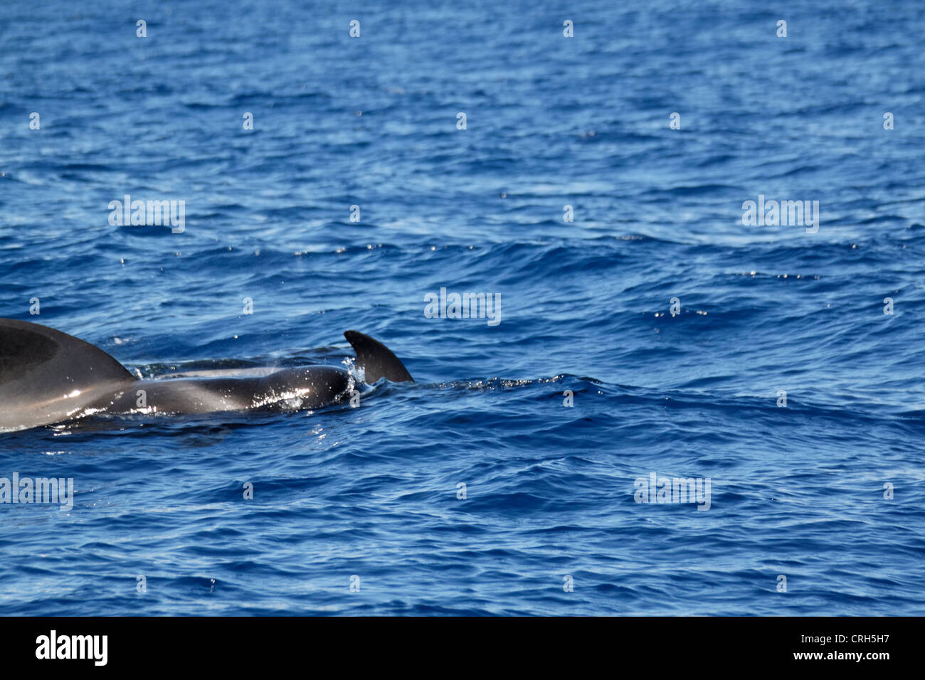 Grindwale - zwischen Teneriffa und La Gomera - Long/short-finned pilot ...