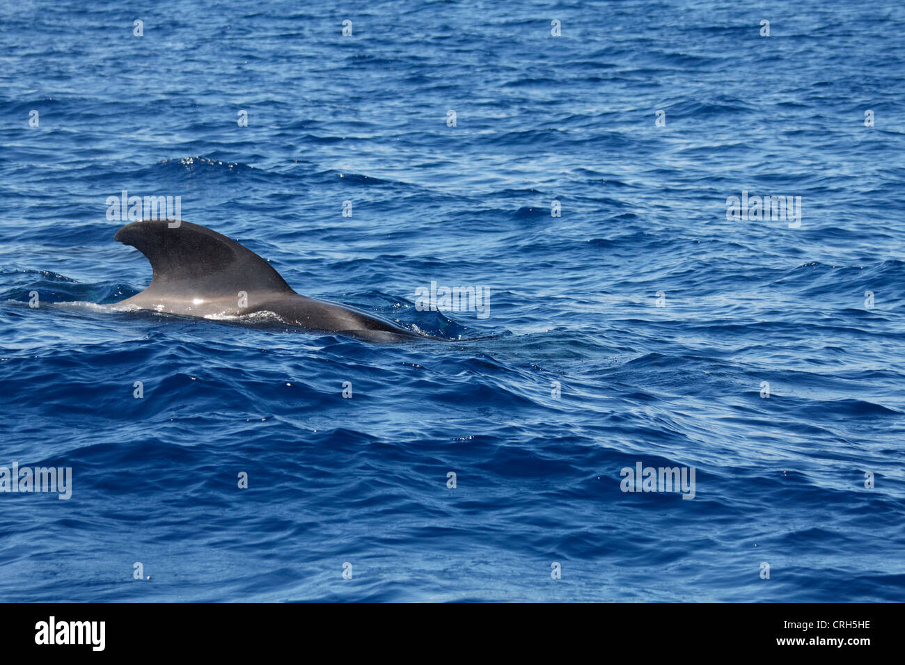 Grindwale - zwischen Teneriffa und La Gomera - Long/short-finned pilot ...