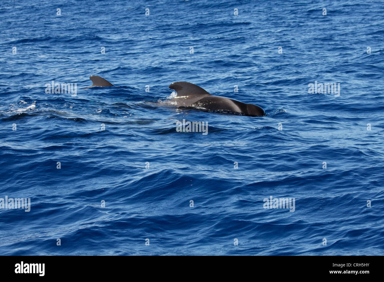 Teneriffa whale hi-res stock photography and images - Alamy