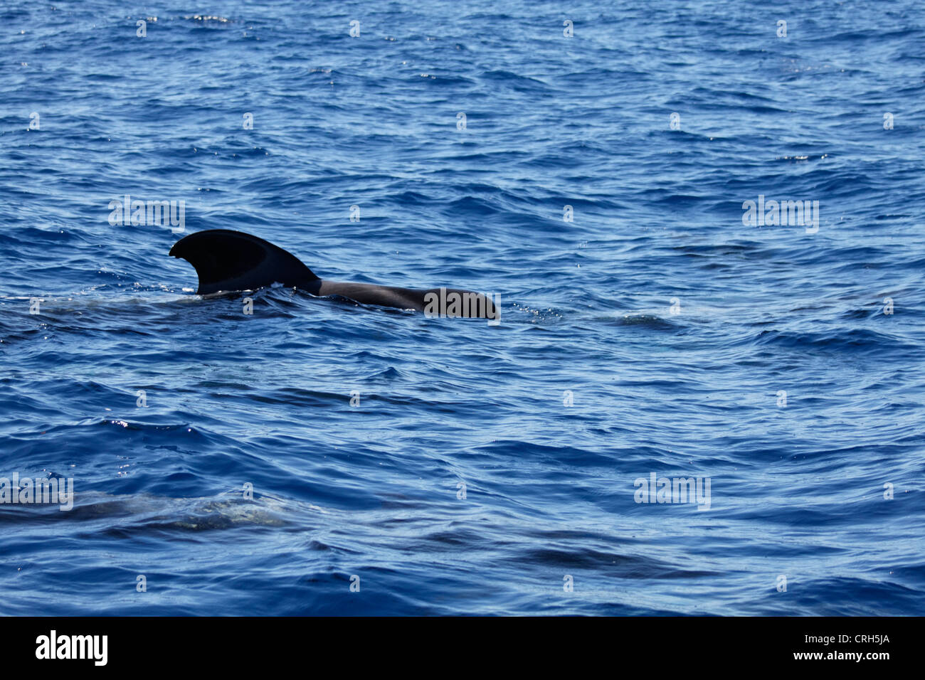 Grindwale - zwischen Teneriffa und La Gomera - Long/short-finned pilot ...