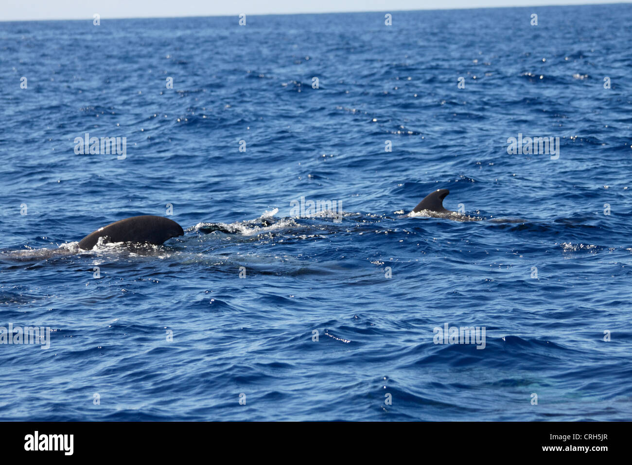 Grindwale - zwischen Teneriffa und La Gomera - Long/short-finned pilot ...