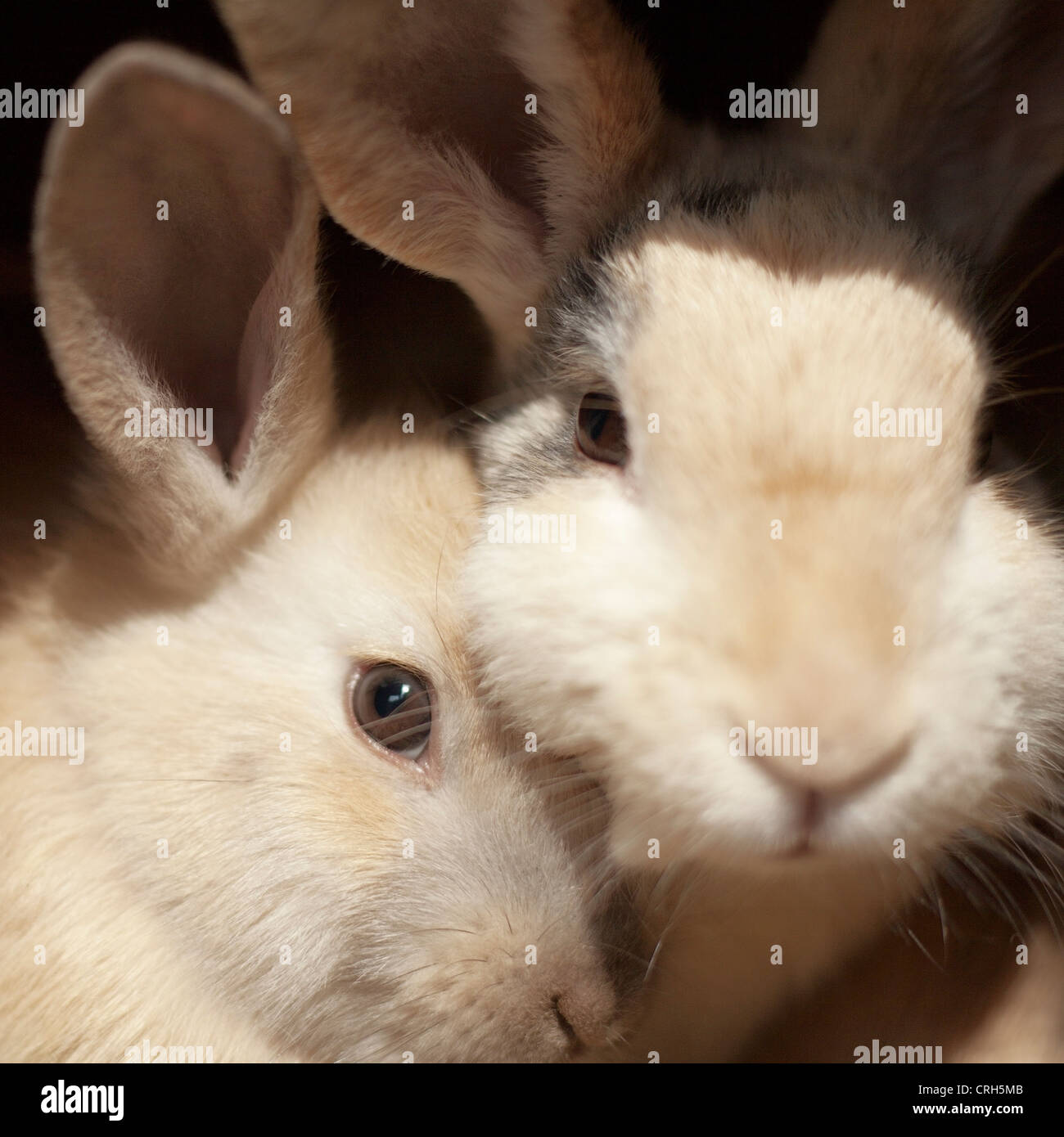 two bunny rabbits sitting very close to each other looking at the ...