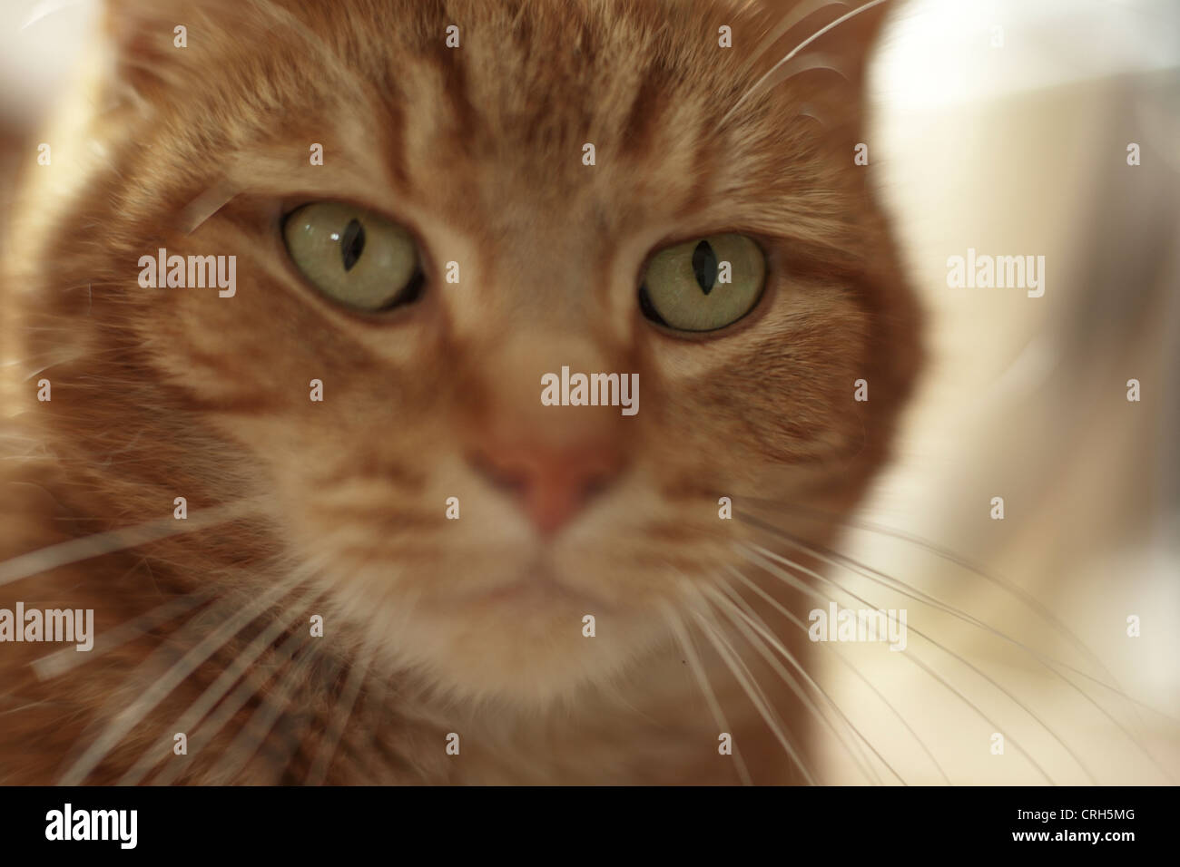 Really looking animal hi-res stock photography and images - Alamy