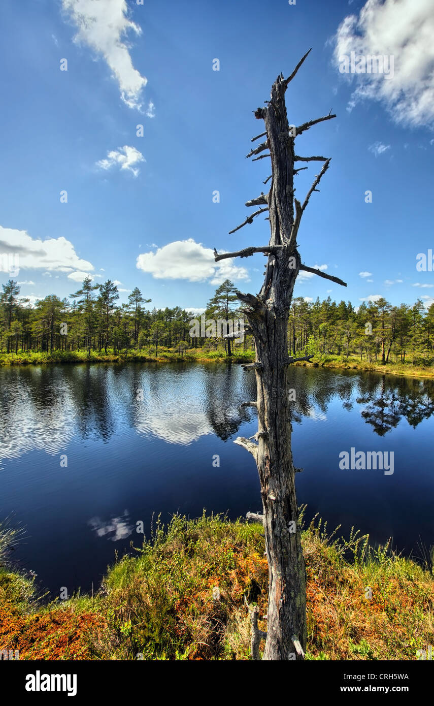 Swamp in Sweden Stock Photo - Alamy