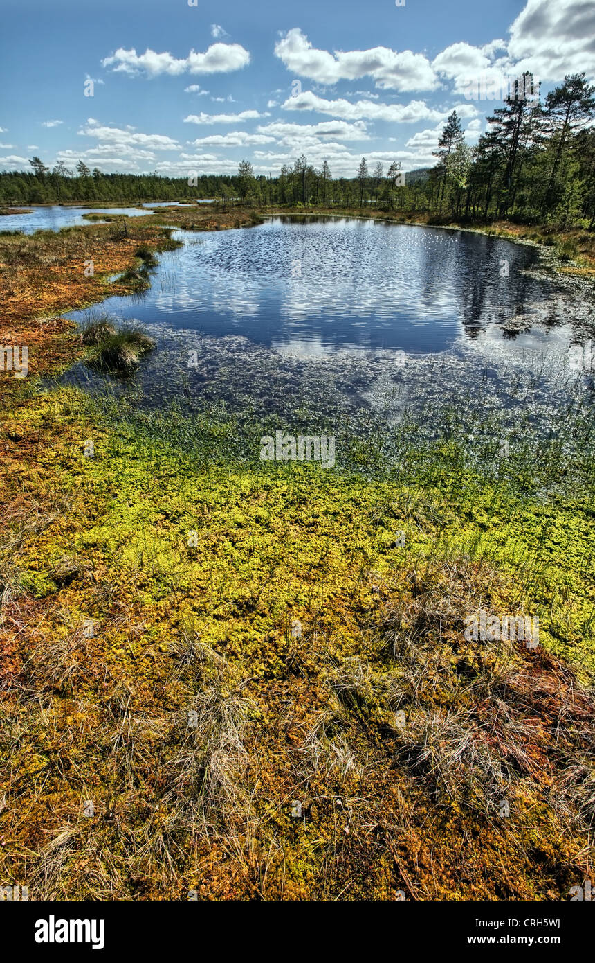 Swamp in Sweden Stock Photo - Alamy