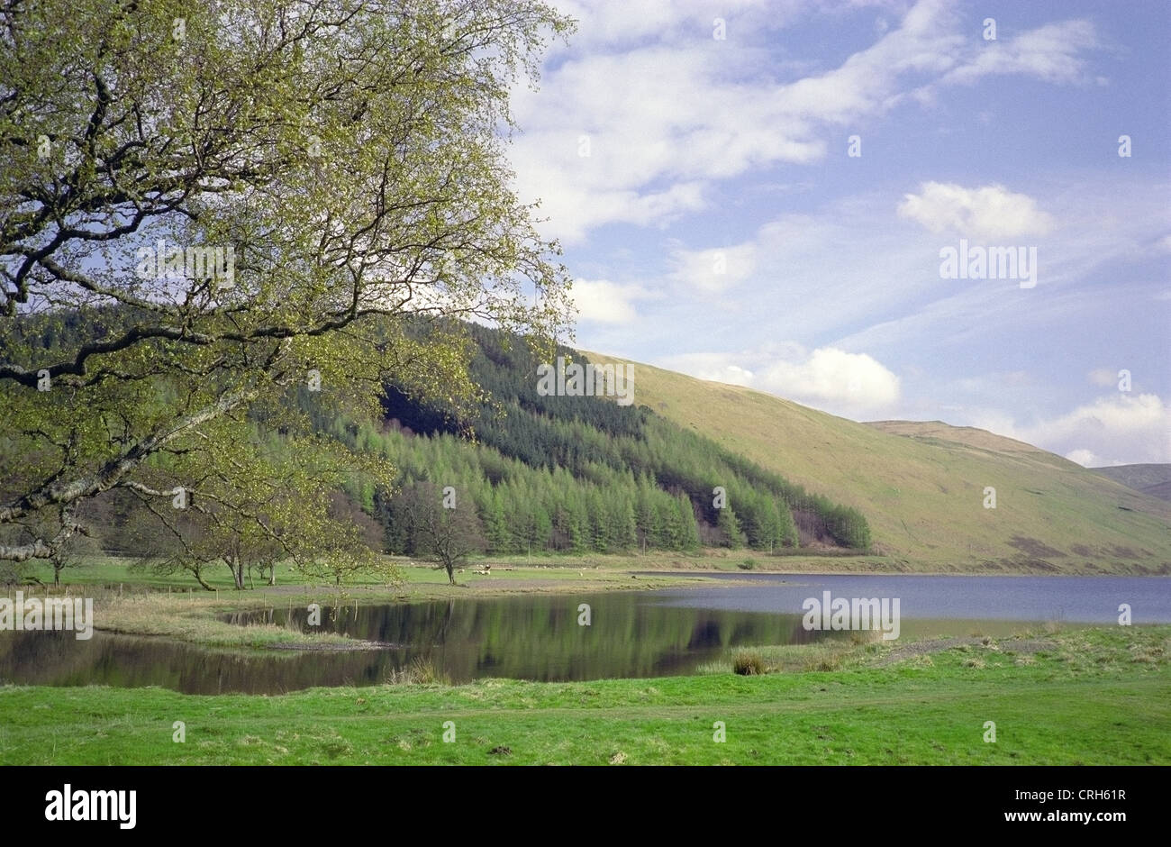 Loch of the Lowes, Upper Yarrow Valley, Borders, Scotland, UK in Spring ...