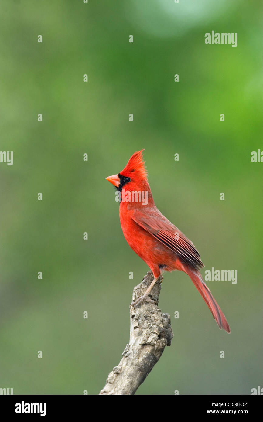 Masked cardinal hi-res stock photography and images - Alamy