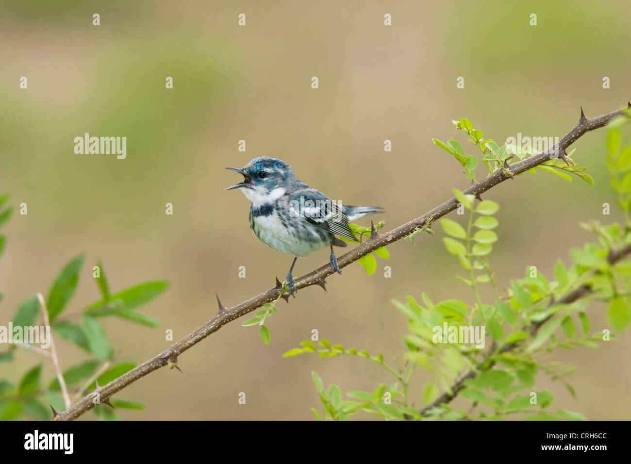 Setophaga cerulea hi-res stock photography and images - Alamy
