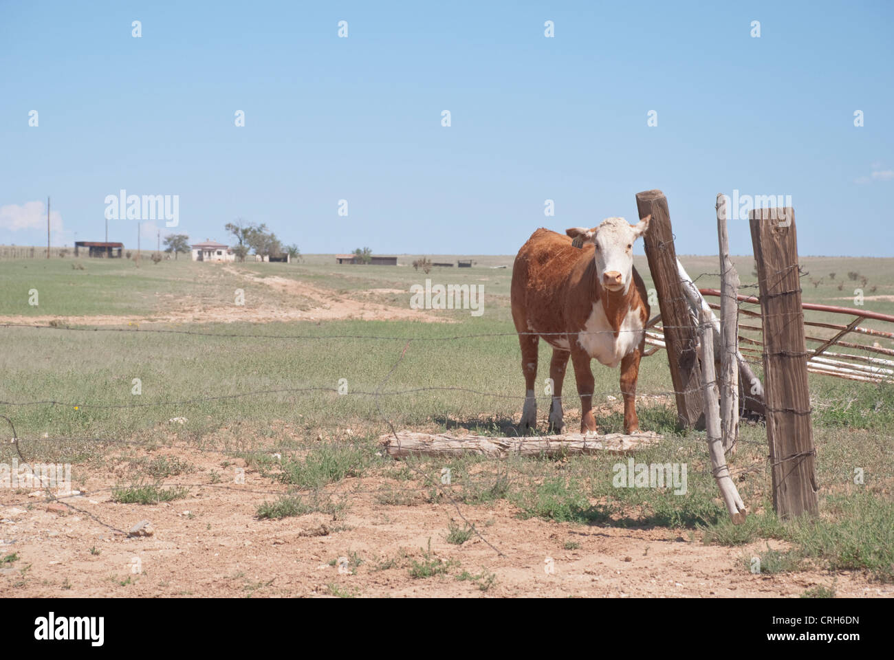 This cow on a back road in New Mexico, has free rein over the front ...