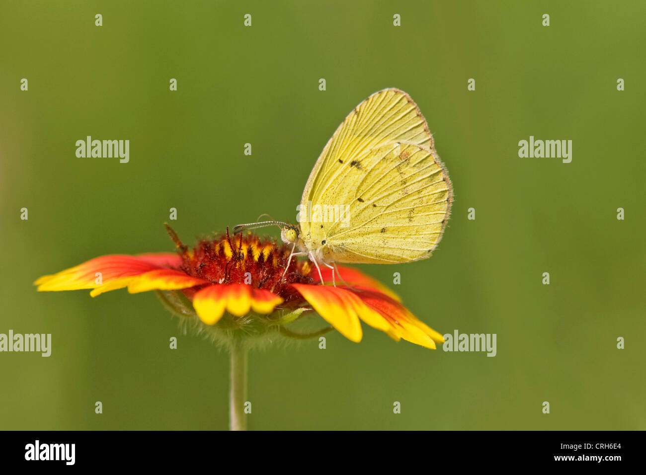 Little Yellow Butterfly nectaring on Indian Blanket flower Stock Photo ...