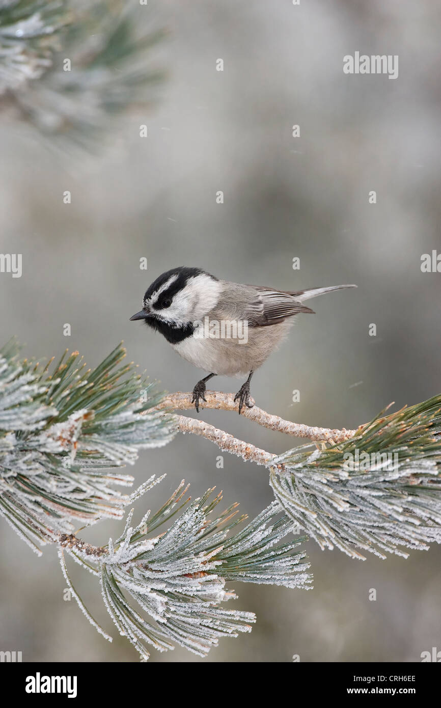 Mountain chickadee in snow hi-res stock photography and images - Alamy