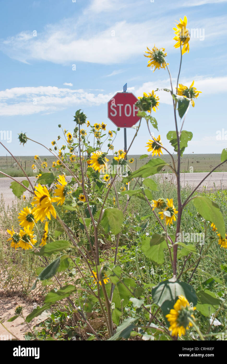 Wild sunflowers capture the sunlight in front of this stop sign in ...